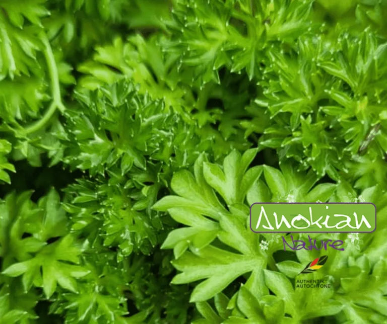 Semence | Persil Frisé – Anokian Nature Inc.